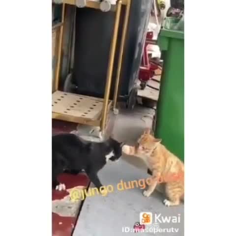 Cute Cats Arguing || funny meme || MUST WATCH
