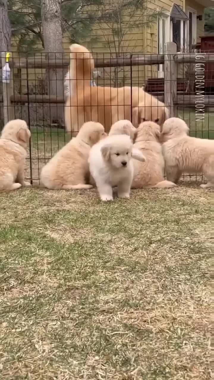 Dogs 🐕🐶 puppies cute Reaction 🤩🤩🥳🤗 ️