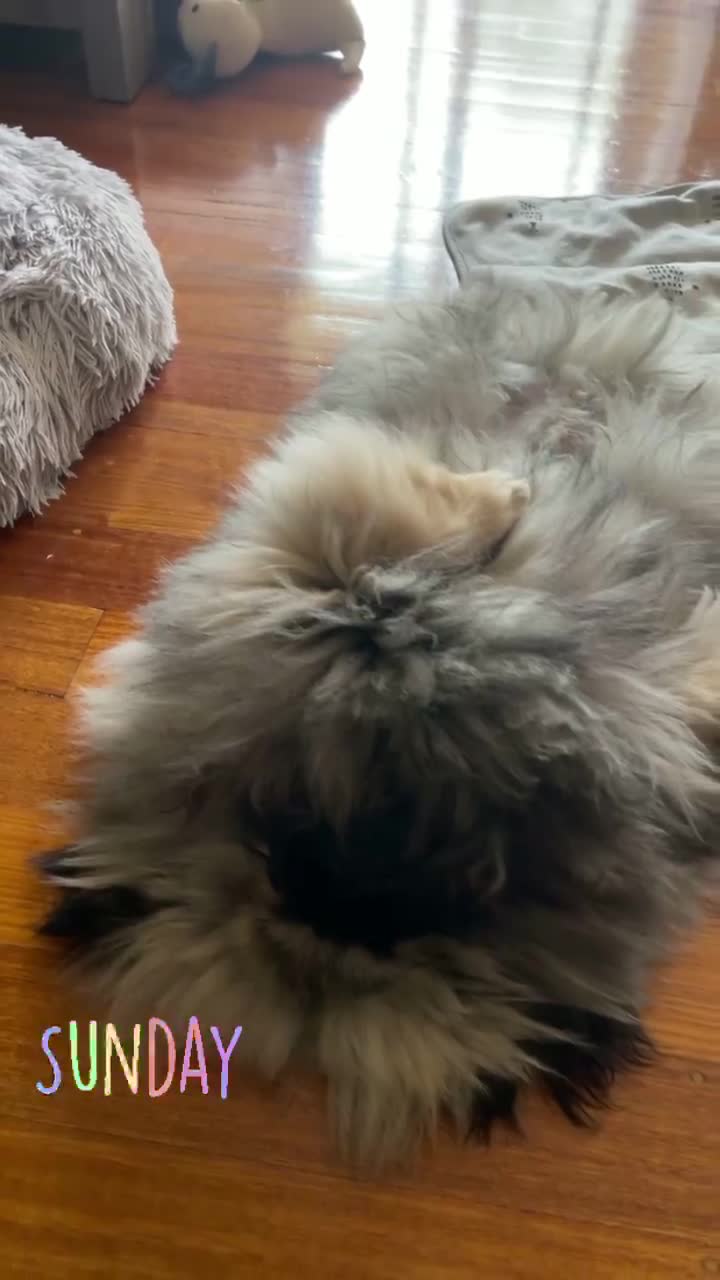 🔥Funniest Dogs will make you laugh all day long | Instagram Reels and ...