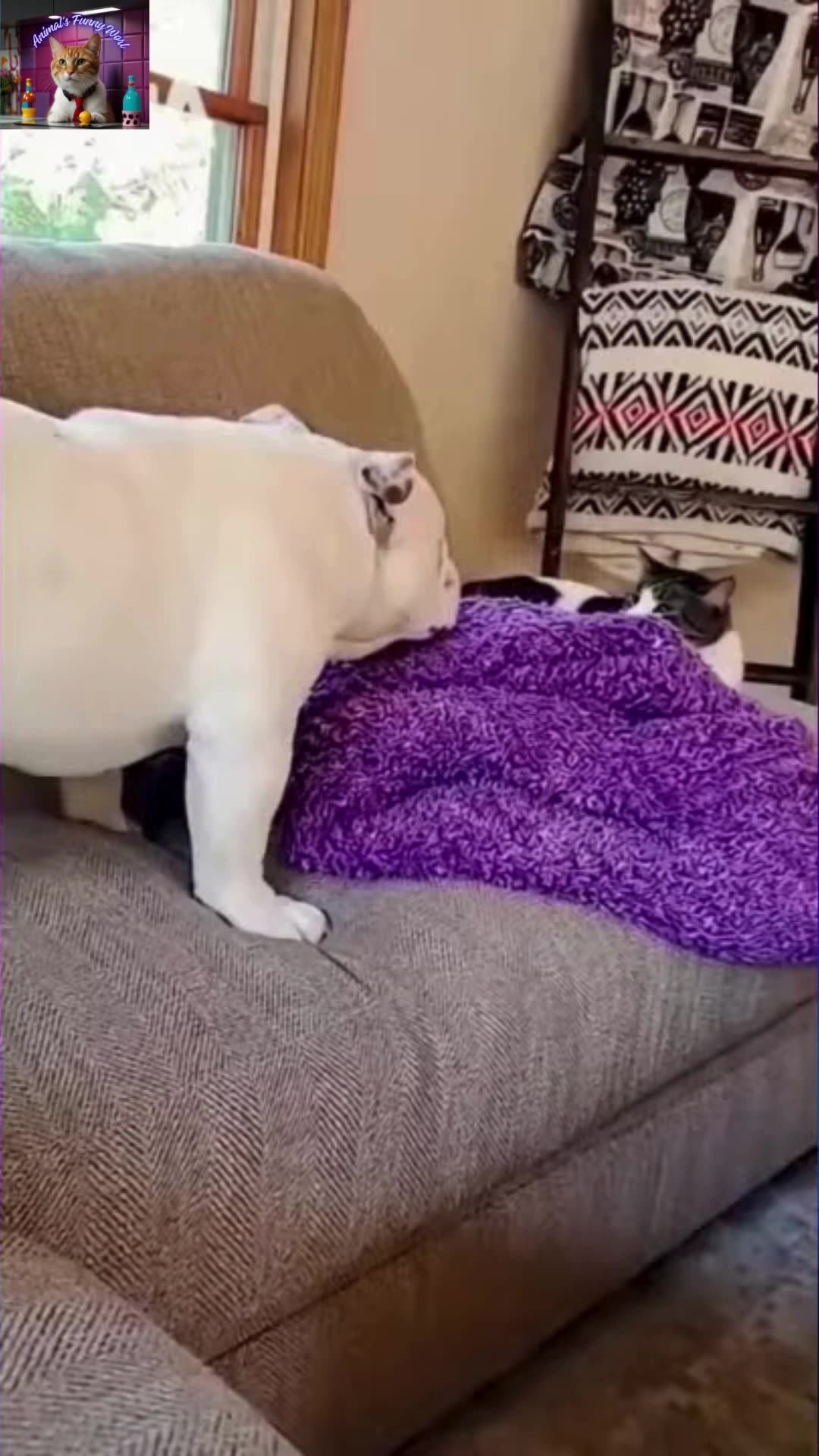 Ultimate Funny Cats and Dogs Compilation! Adorable Pet Antics to Brighten Your Day💥