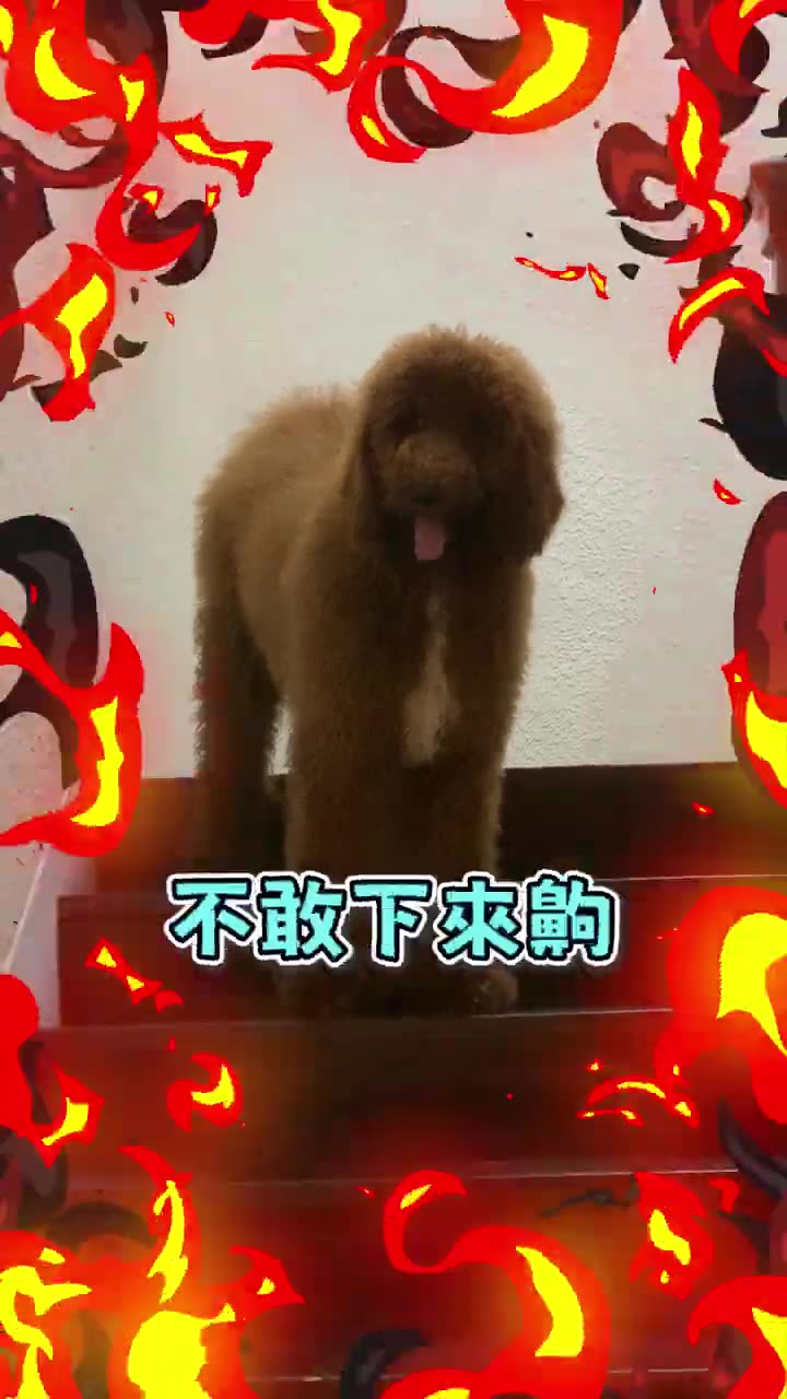 How did the little rascal Bobo plant deep enmity in the heart of ...