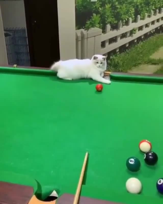 So cute cat helping in snooker