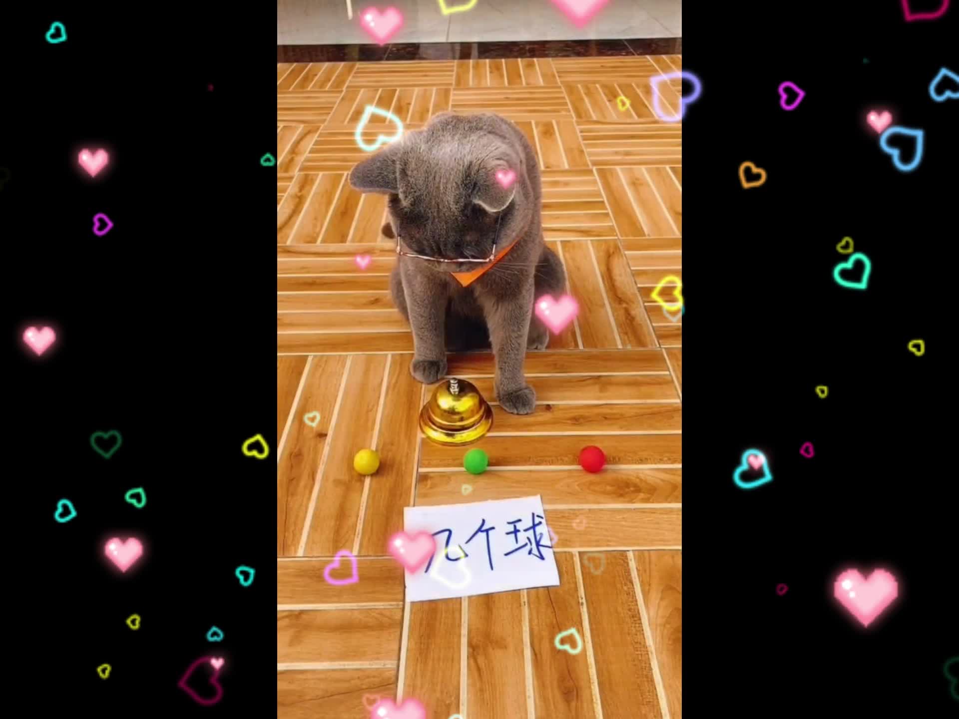 Cats who are extremely pushy