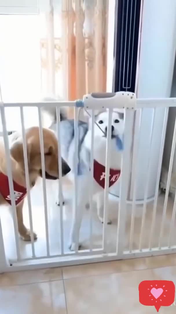 Funny dog video #pet #pets #petslover #funnydogvideos #shorts