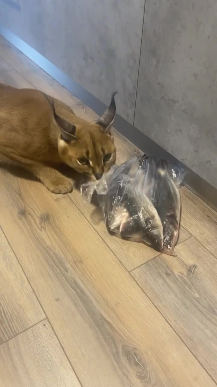 Caracal Steals Bag of Fish
