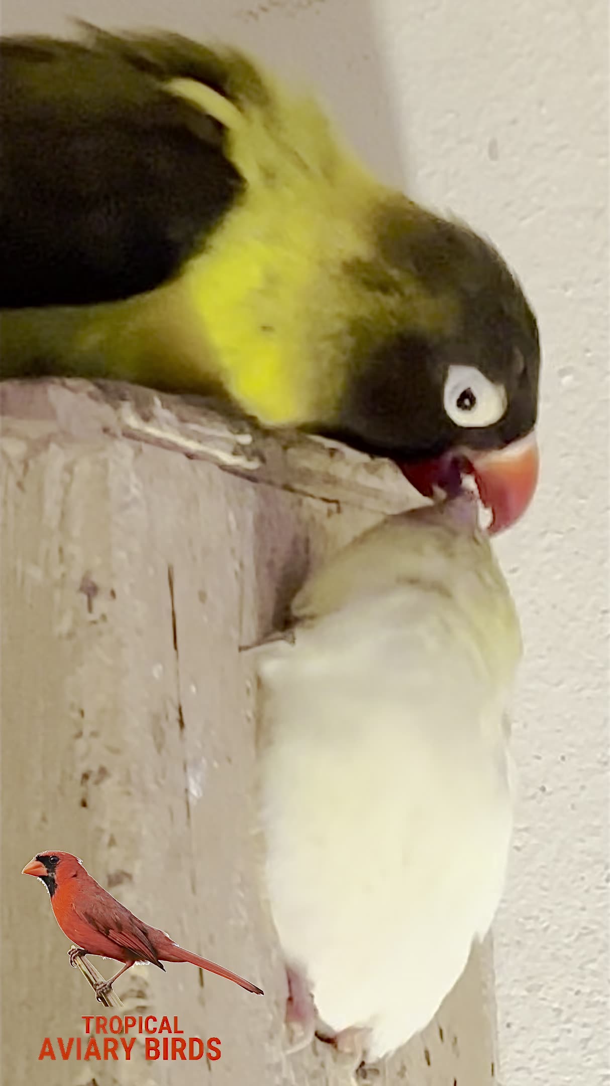 Lovebird male feeding female budgie - aviary birds breeding