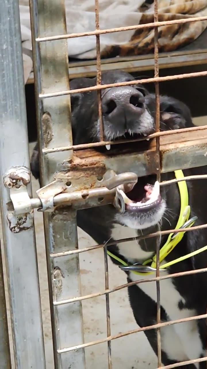 This Dog has a talent to open the lock