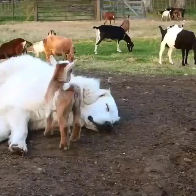Puppy Pranks: Hilarious Dog Antics & Heartwarming Moments!
