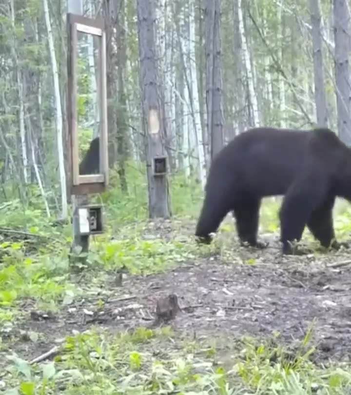 How bear reacts seeing reflection in a mirror for the first time