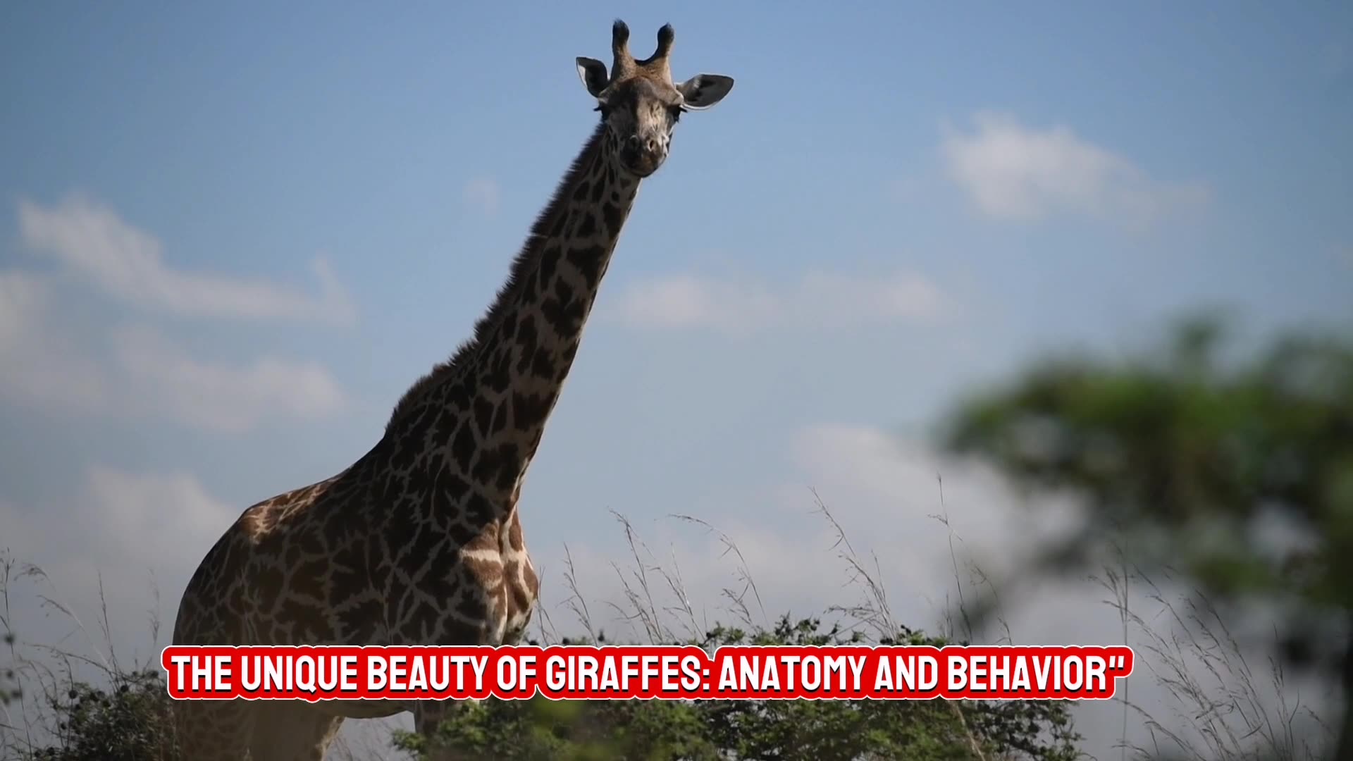 The Unique Beauty of Giraffes: Anatomy and Behavior | National ...