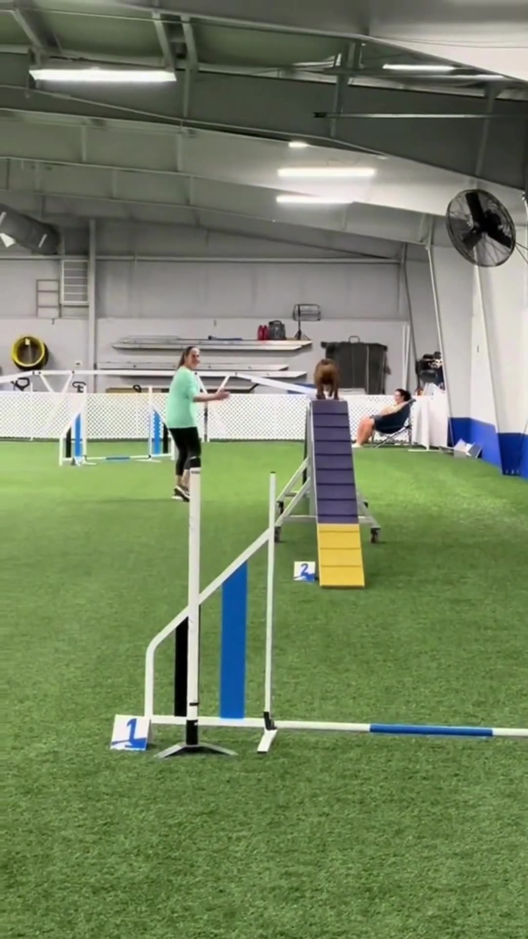 Here are all the informations you need to know about English Bulldog