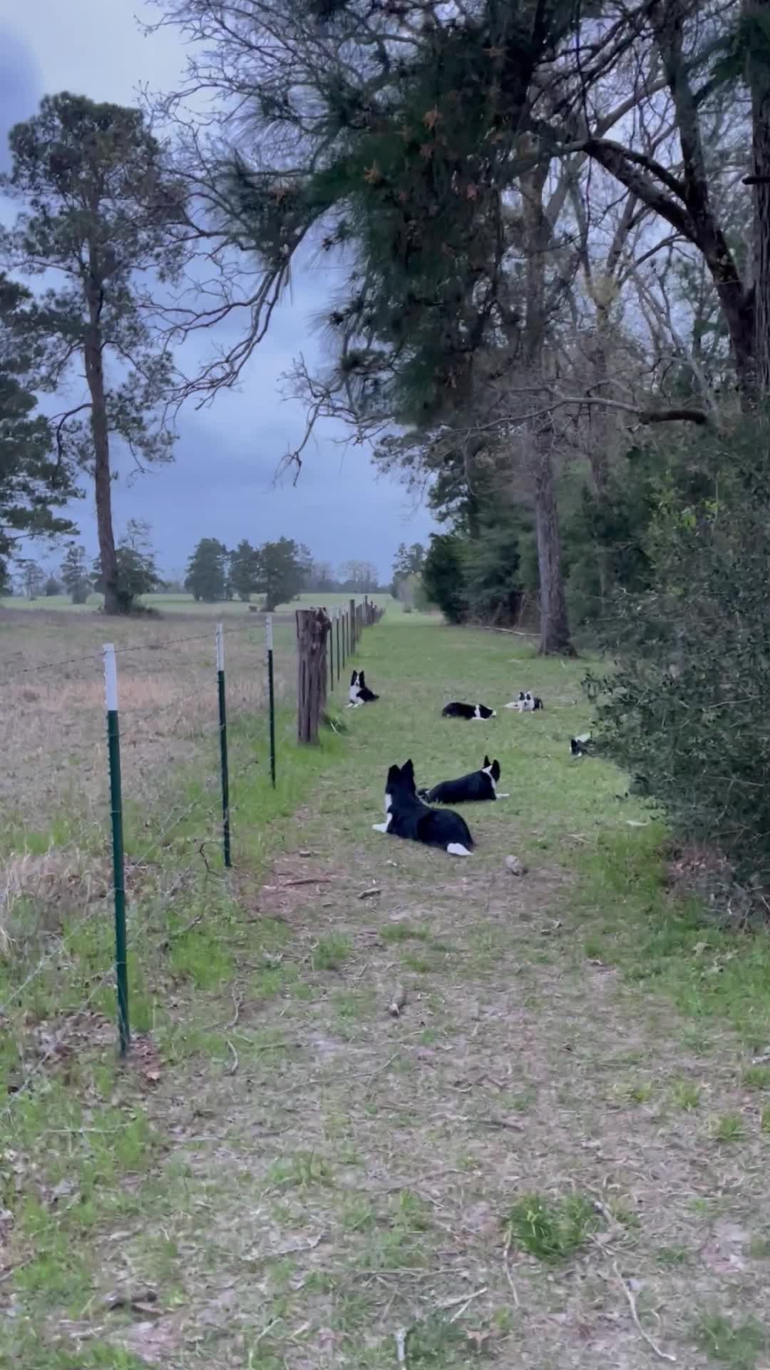 Obedient Dogs Don't Chase Hogs