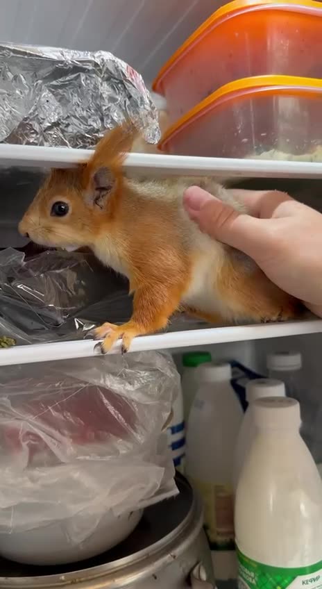 Baby Squirrel Forages In Fridge