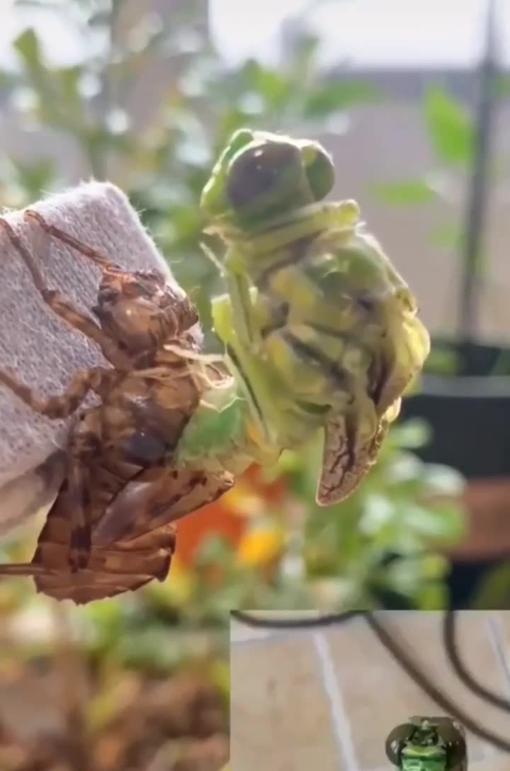 Life Stages of housefly-Evolution