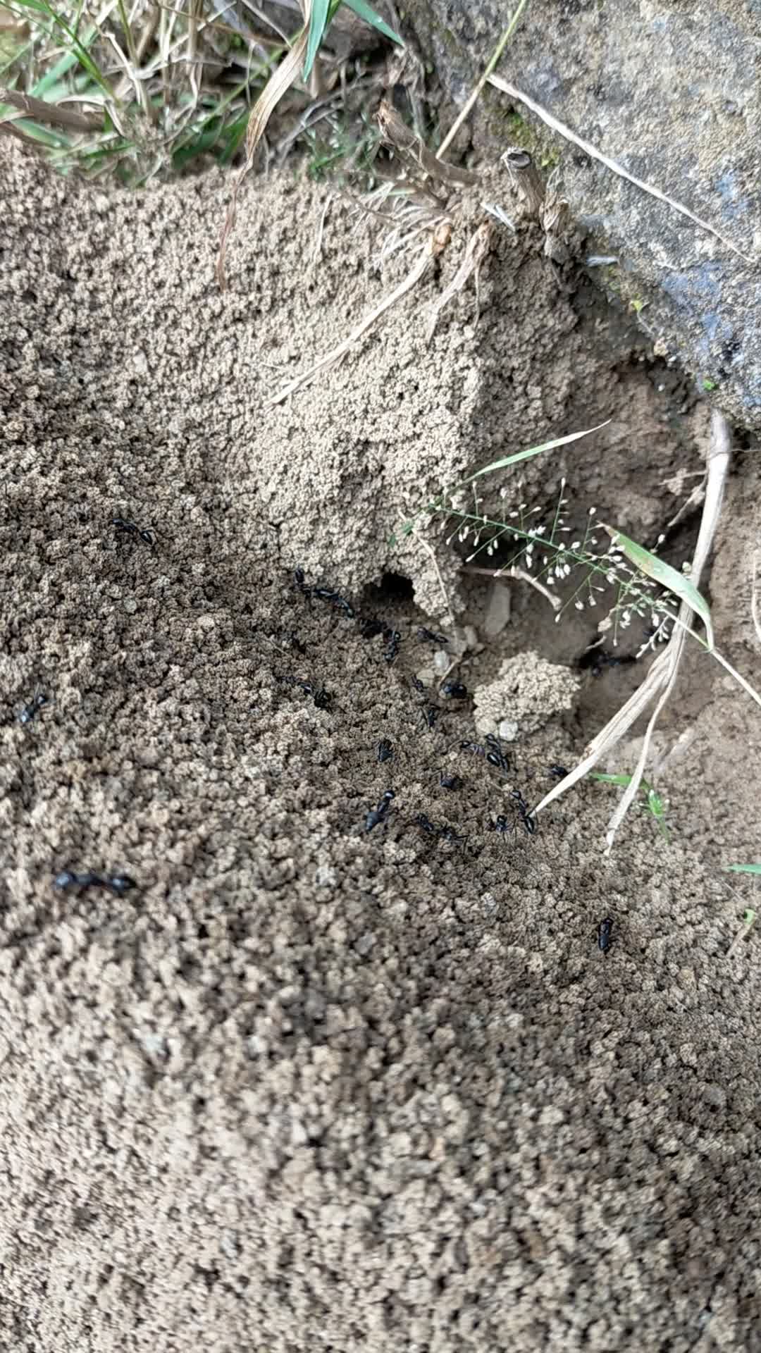 Building a new home natural world