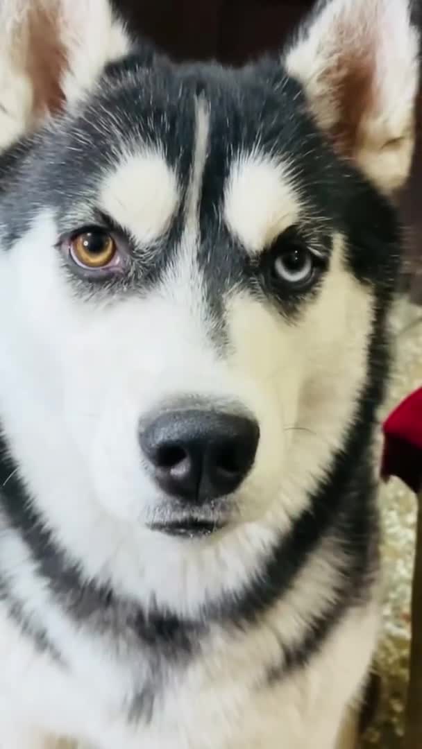 Husky the coolest dog short review