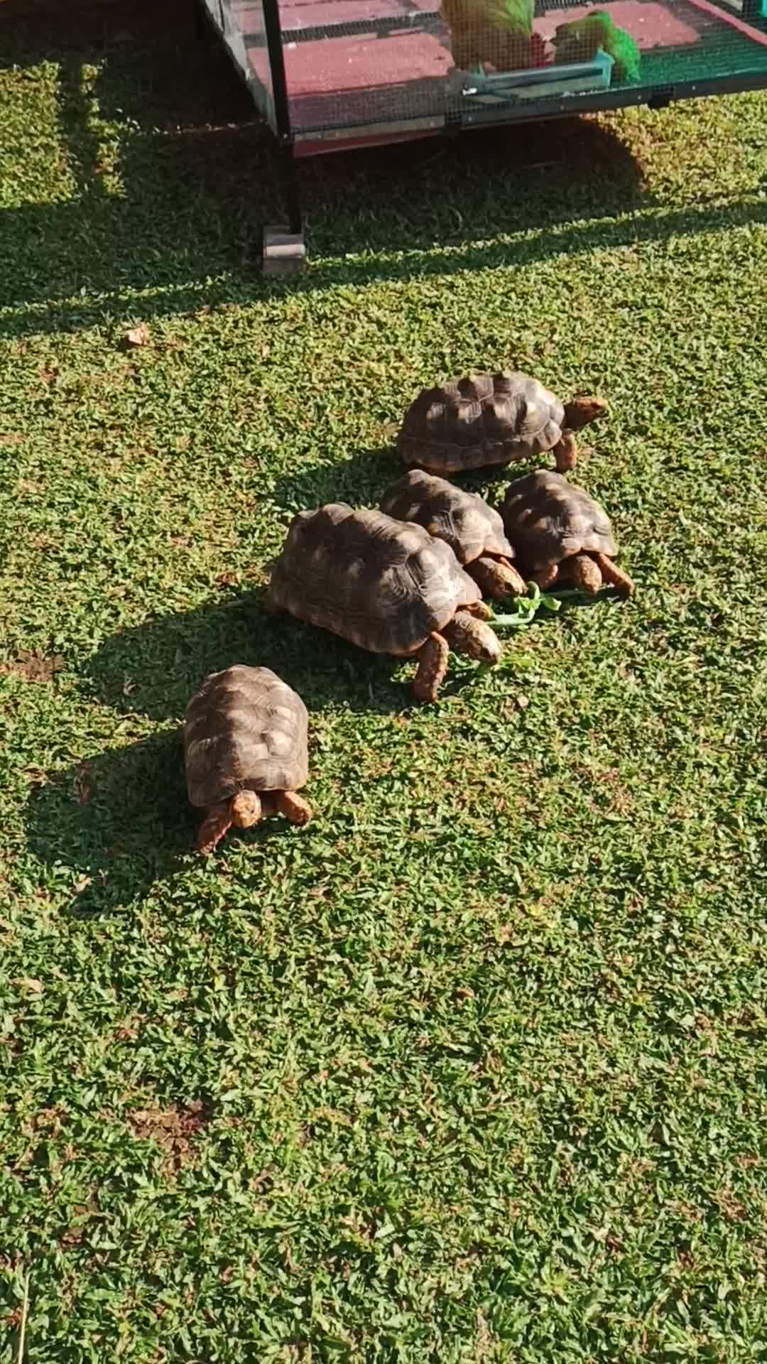 Scary Tortoises