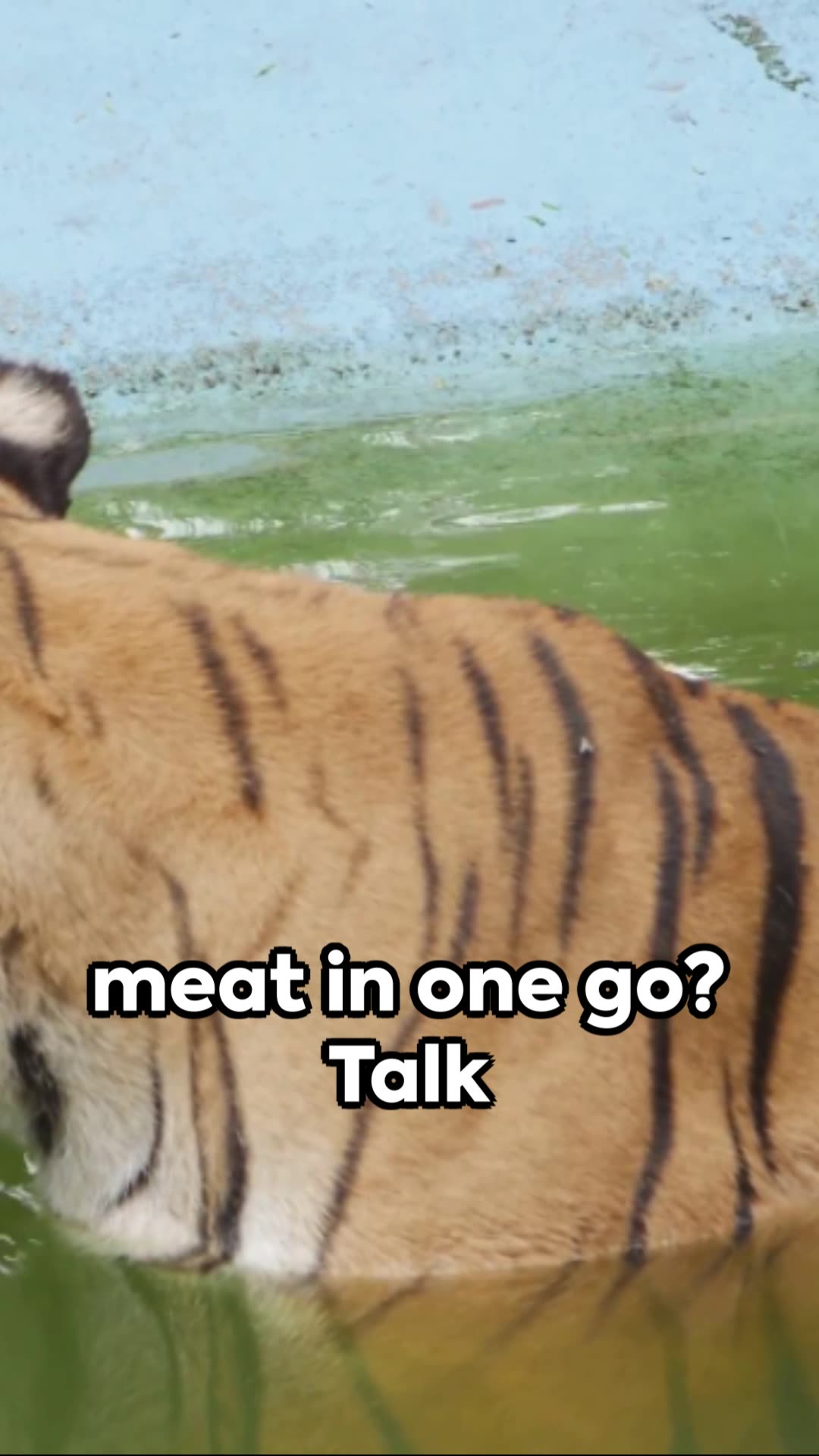 Did You Know: Intriguing Tiger Facts
