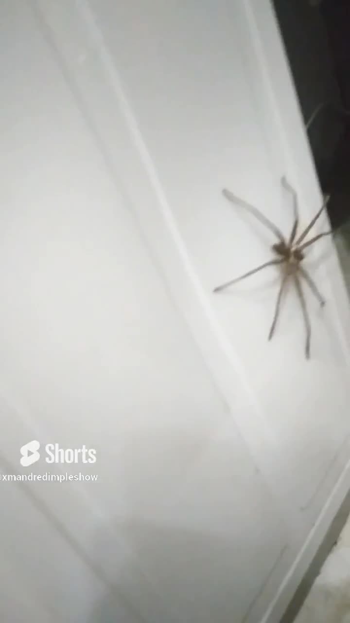 Giant Huntsman Spider in Philippines #shorts #huntsmanspider # ...