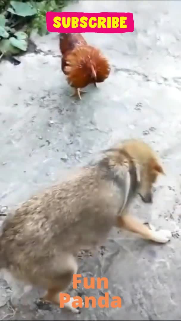 Chicken vs dog fighting cute funny video