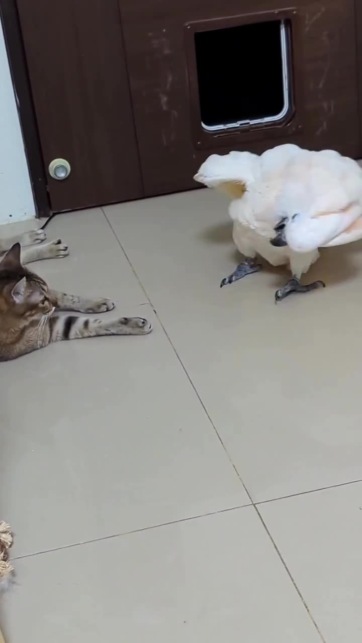 birds,bird,funnybirds,parrot,parrot talking,funny parrots tik tok,birds