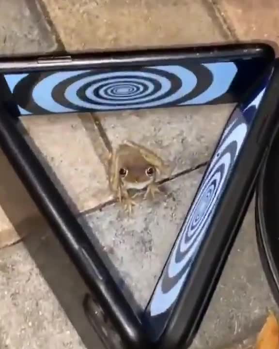 what happens when the frogs are hypnotized???