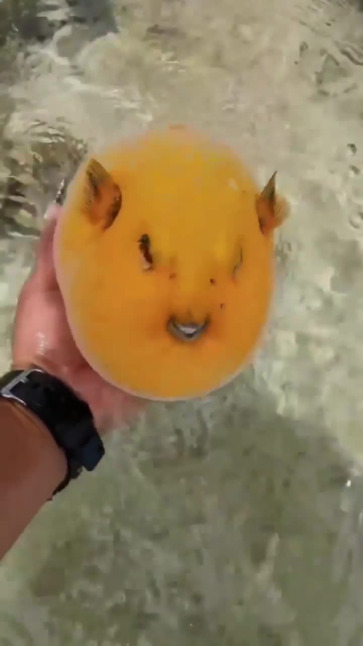 One of the most amazing and unusual creatures on the planet is the ...