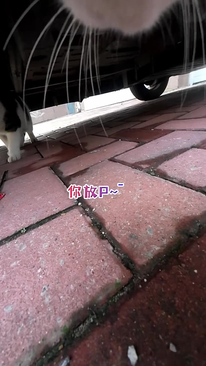 Maxwell the cat dash cam footage live action