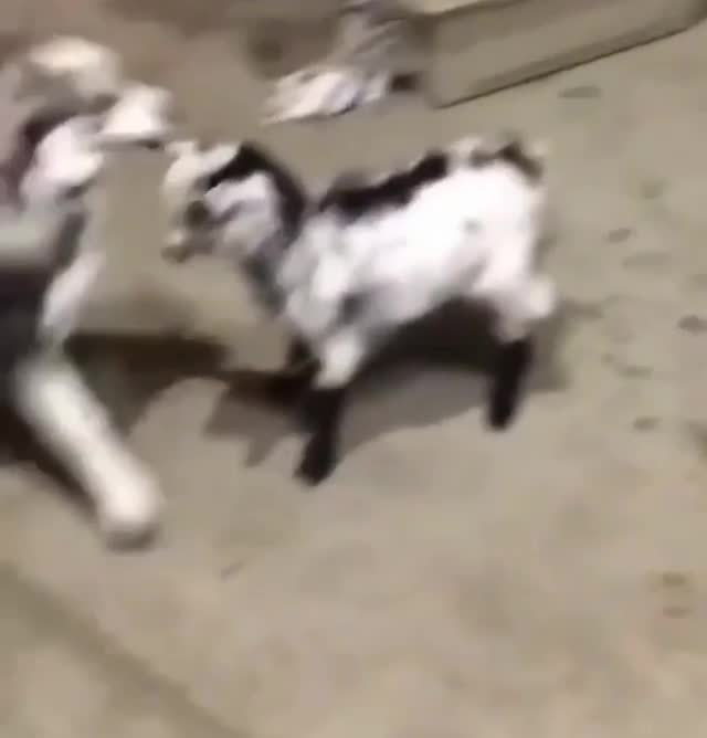 Dog Vs. Goat