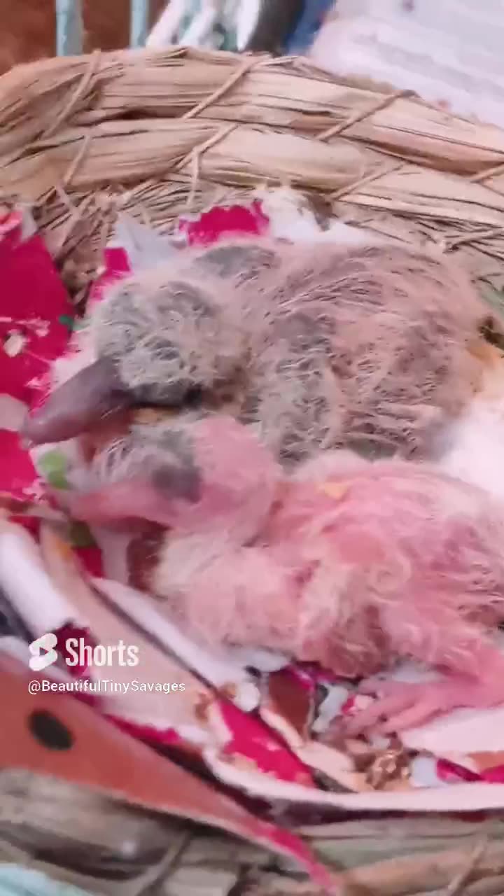 "Jacana Baby Dove Is Bigger Than Girl Dovie"🕊️😇💫🤍🎼🎶