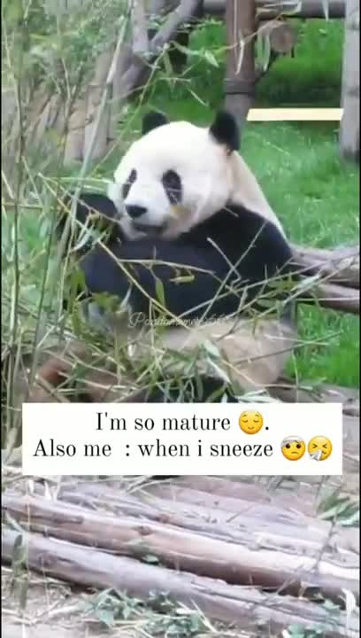 CUTE PANDA 🐼 Smart Panda