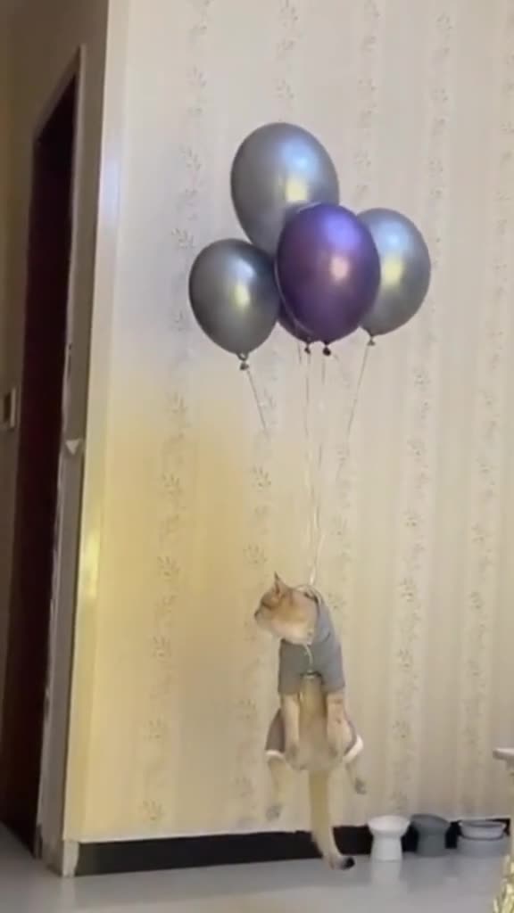 The cat flying with balloons