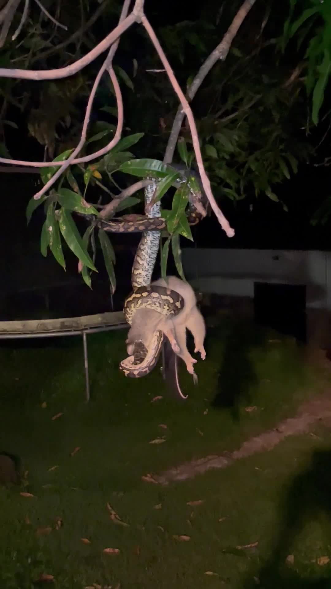 Australian Python Snacks on a Wild Possum
