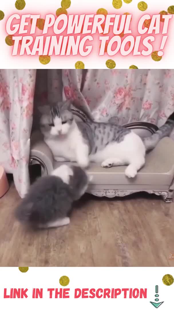 Funny cat reaction videos | Cat Training Tools