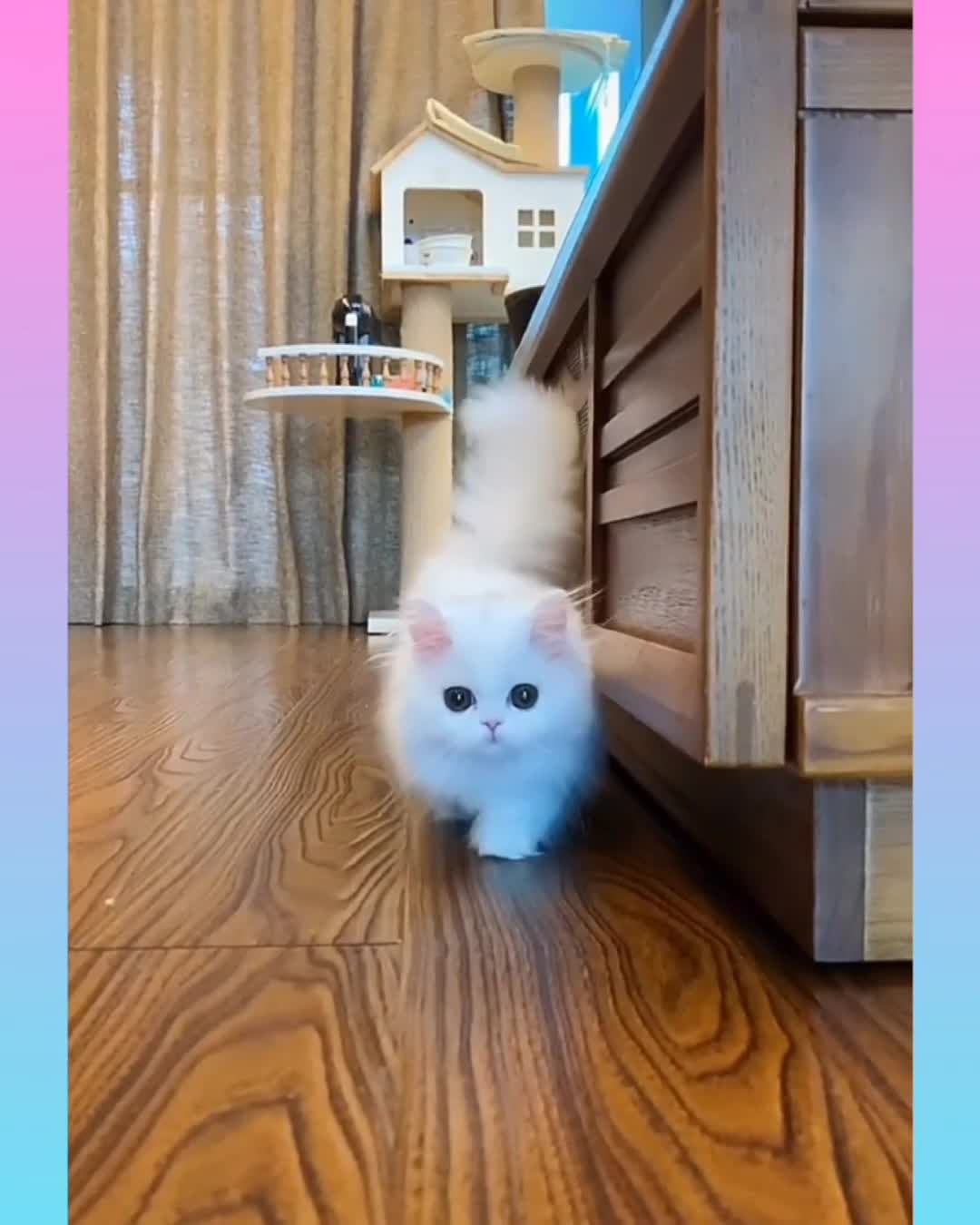 Cute and funny cat video compilation#short