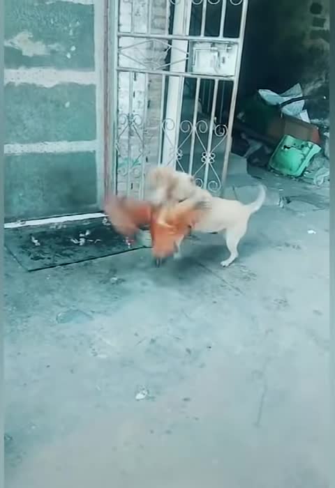 Chicken 🐔 vs Dog 🐕 Fight - Funny moments
