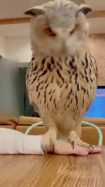 Best funny animal video of the year