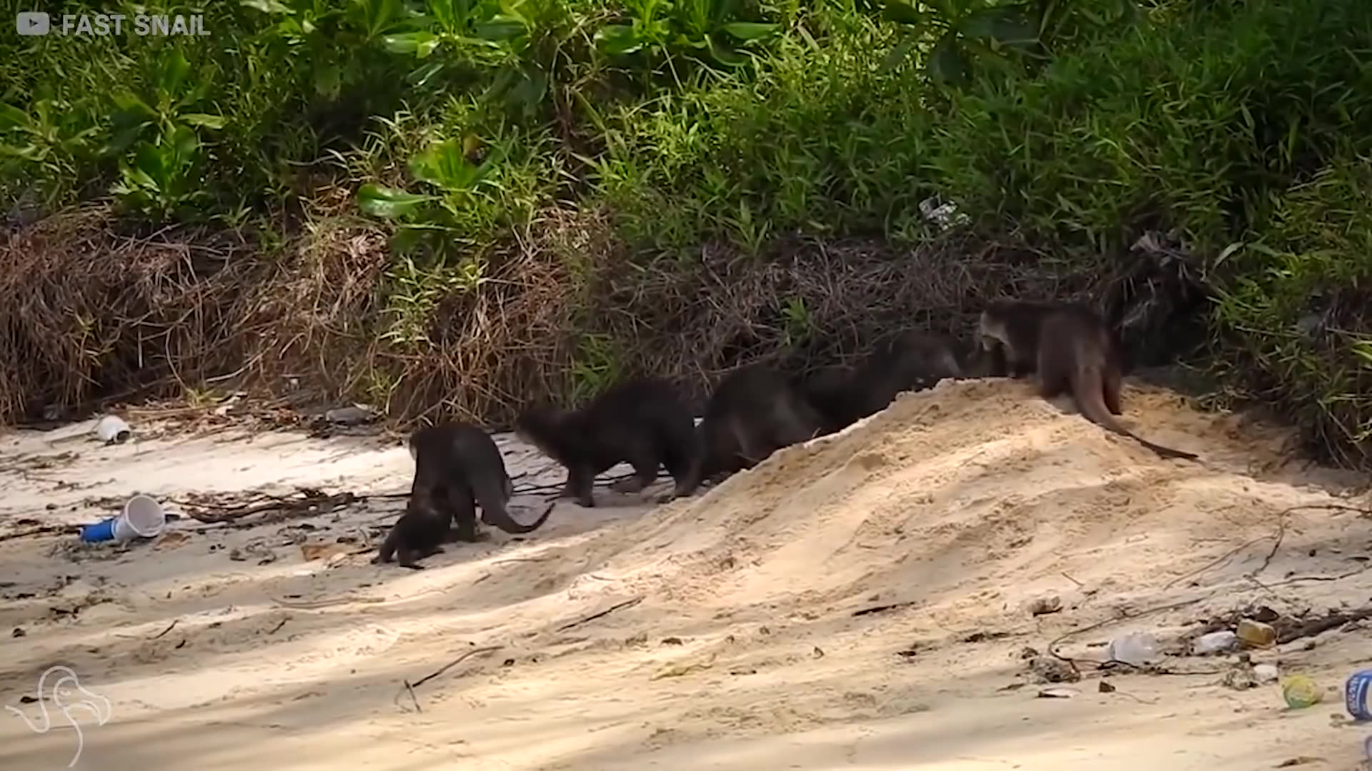 9 Animals Reunited With Their Babies: Animal Reunion Compilation | The ...