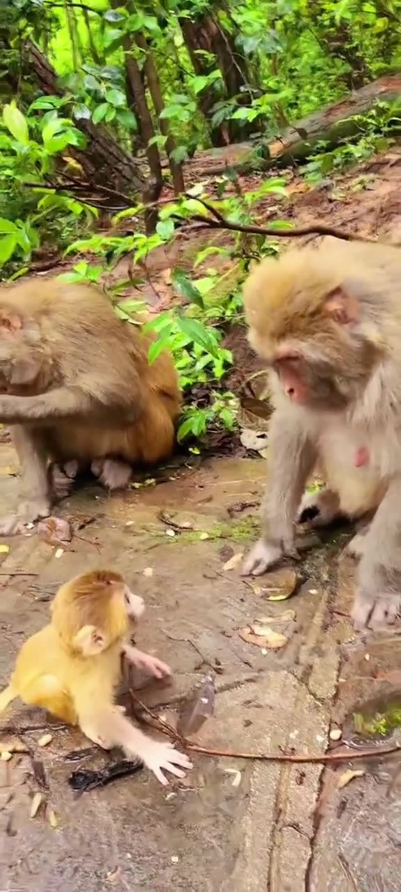Monkey slap on little 🐒 monkey funny viral video