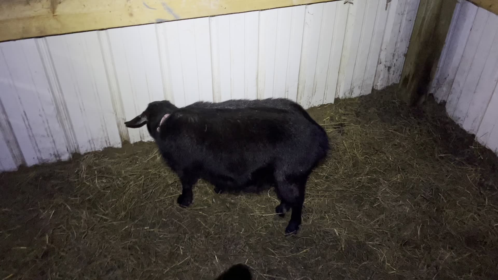 Diagnosis, listeria | Our goat has listeria & the prognosis is grim ...