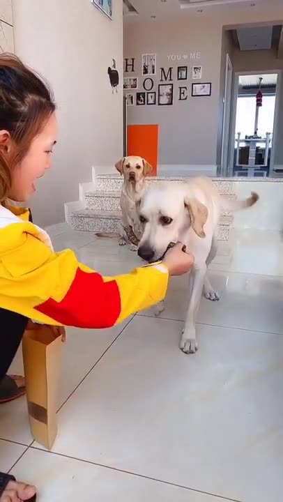Pranks with dogs || So Funny! Angry dog vs mirror fight || Most Funny ...