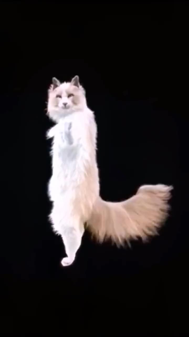 Dancing Cat Video: Watch This Adorable Kitty Show Off Its Moves!