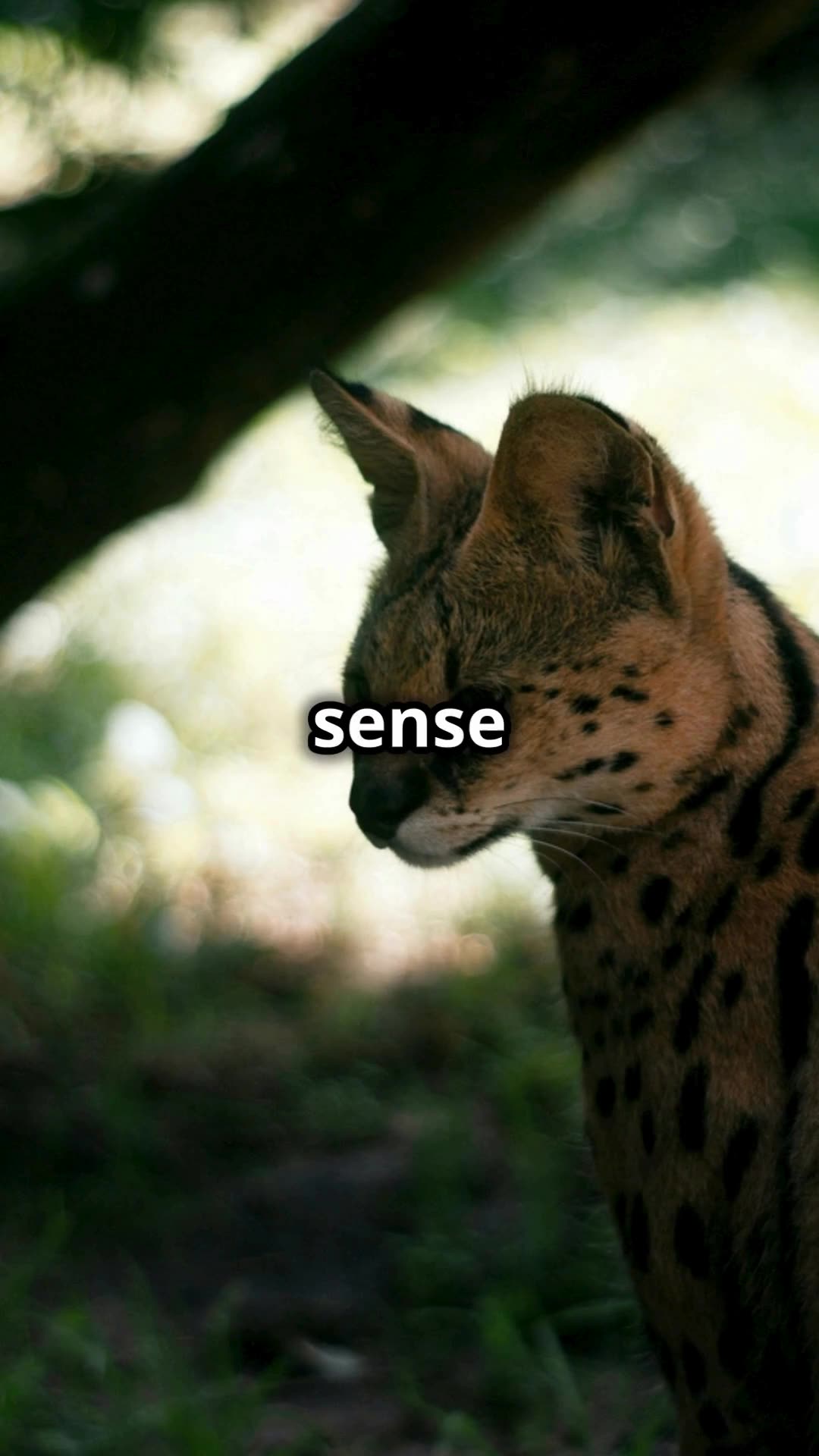 How do servals leap over 3 meters in the air to catch birds and other prey