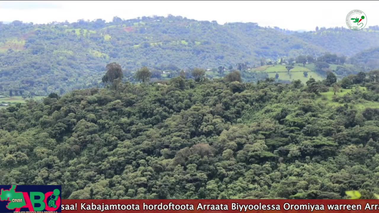 Oduu Waaree Onm Abo Fulbaana 2 2024 Itti Dhiyaadhaa