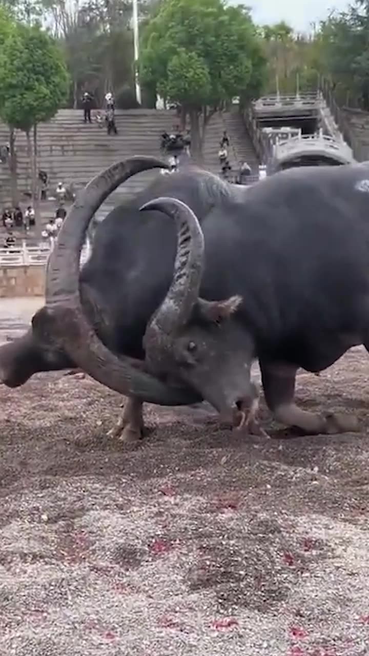Wow!! Bull Fighting