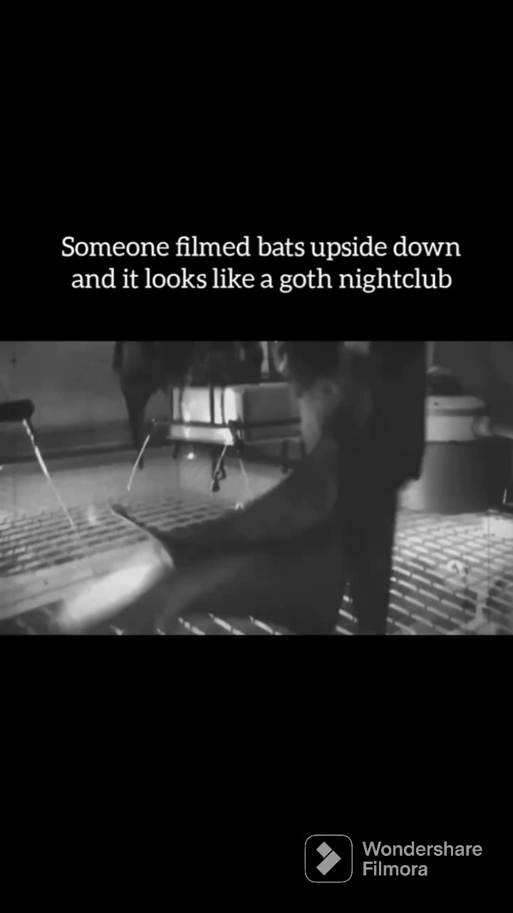 Thats how bats party in batcave