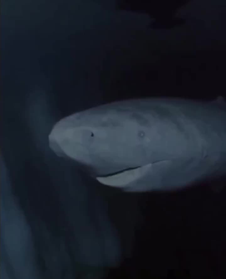 392 year old Greenland Shark in the Arctic Ocean wandering the ocean ...