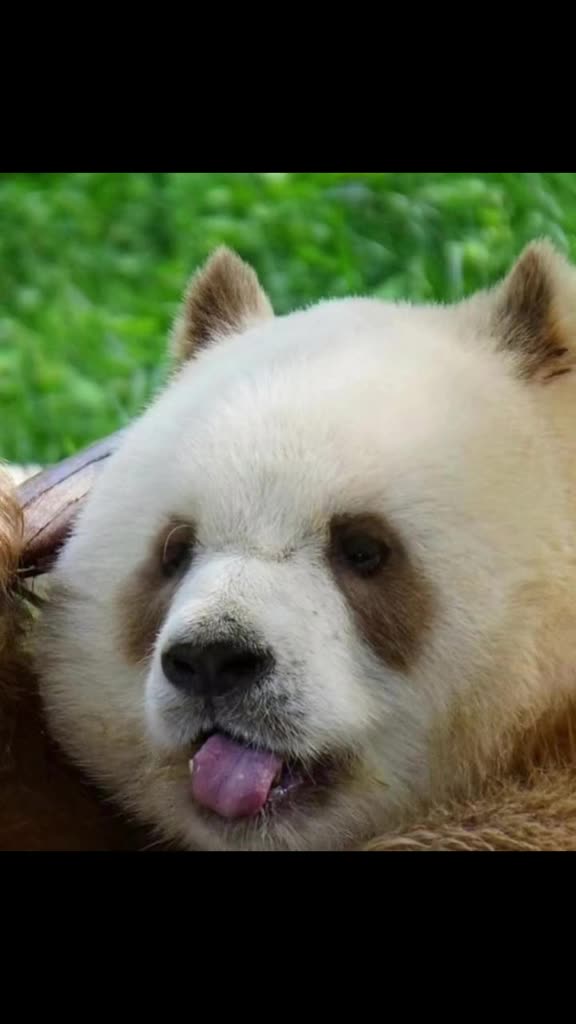 THE RARE BROWN PANDA FOUND ONLY IN REMOTE MOUNTAINS OF WESTERN CHINA