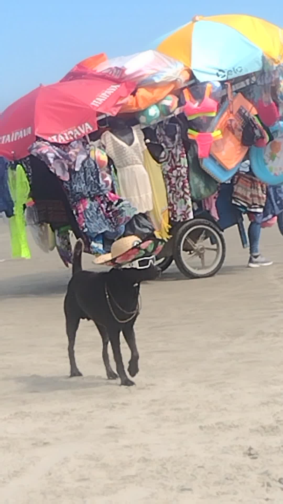 Dog Looks Fresh in Beach Getup