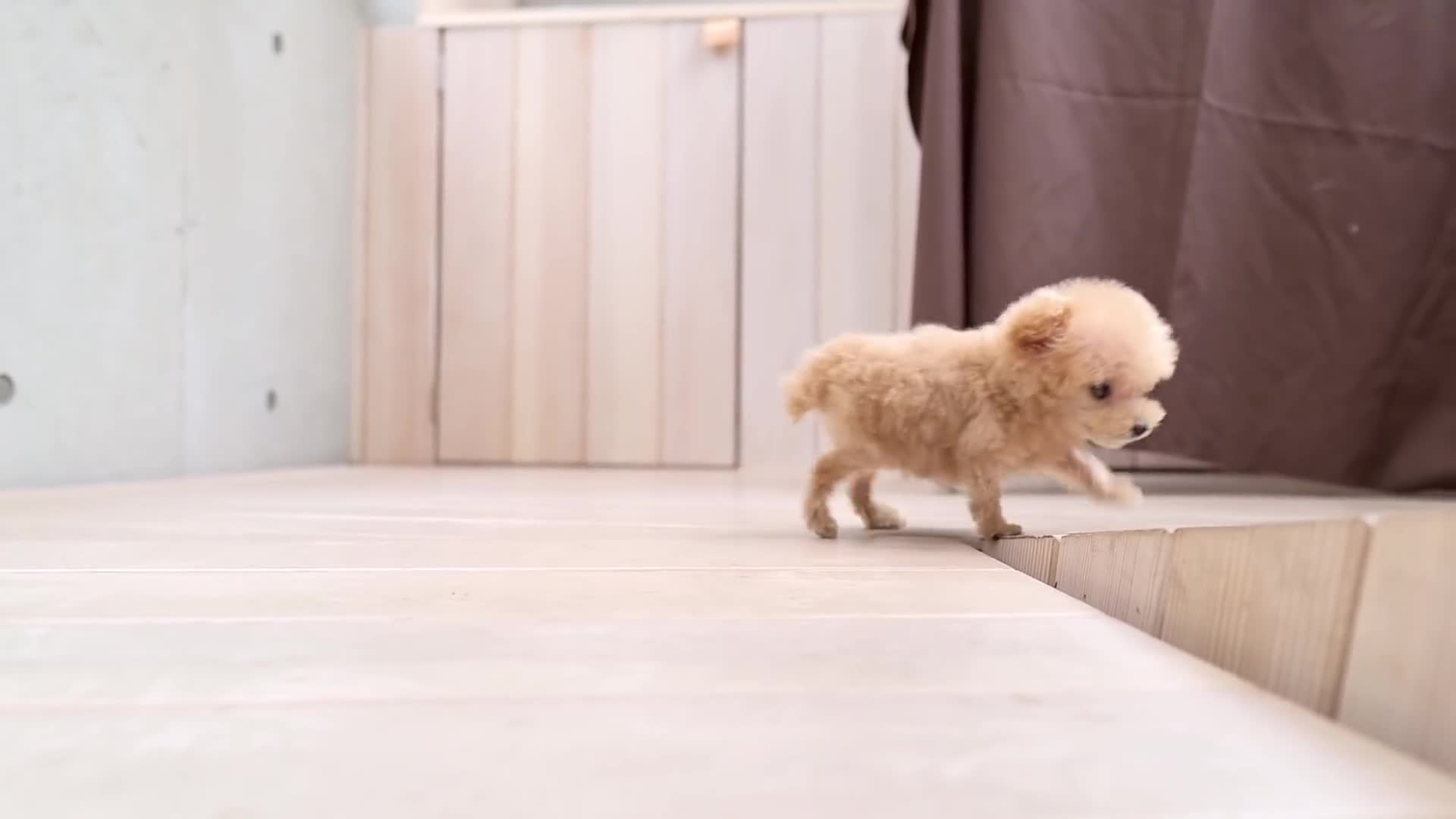 A very smol puppy grooming for the first time at 3 months young (Toy ...